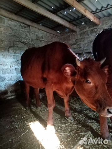 Телки стельные