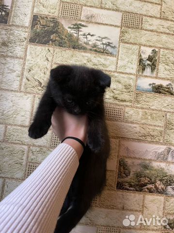 Шотланский вислоухий котенок бесплатно