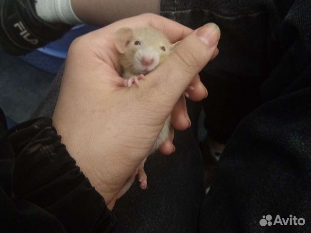 Крыски дамбо