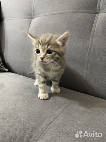 Шотландские прямоухие котята