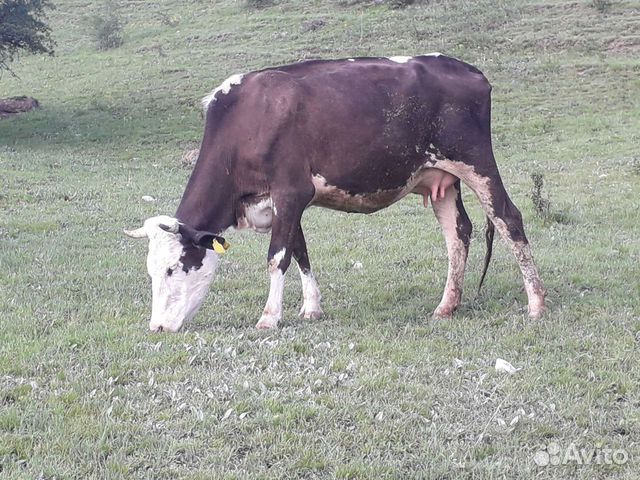 Корова дойная