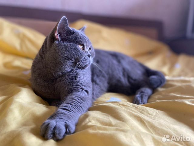 Британская кошка 5 лет