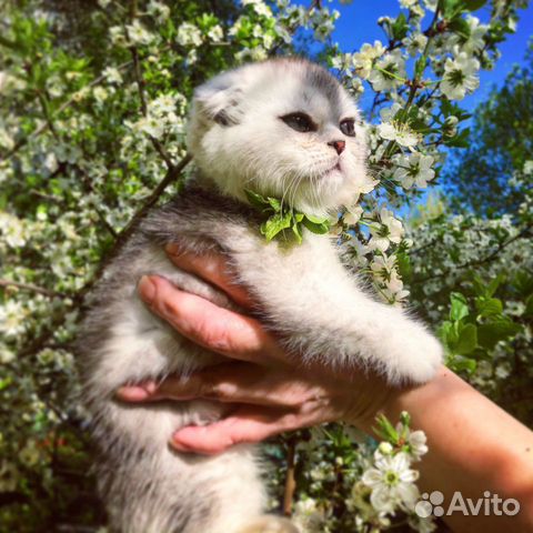 Шотландские вислоухие котята шиншилла