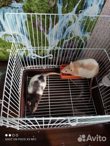 Крысы дамбо бесплатно с клеткой