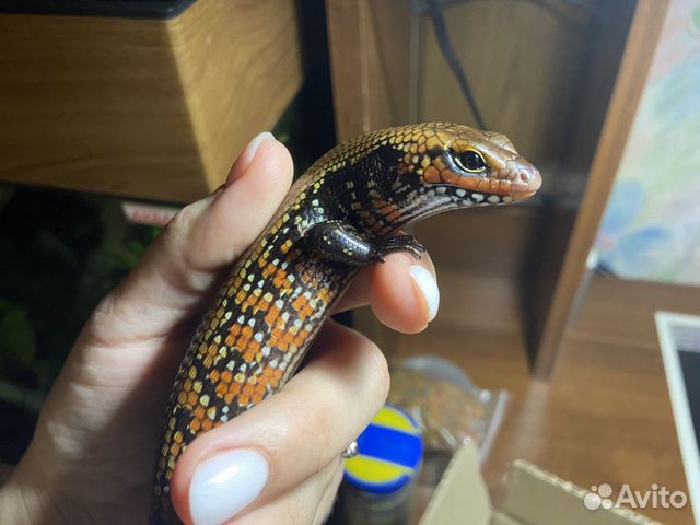 Огненный сцинк