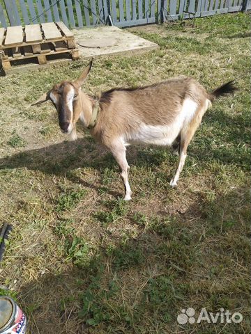 Коза дойная молочная