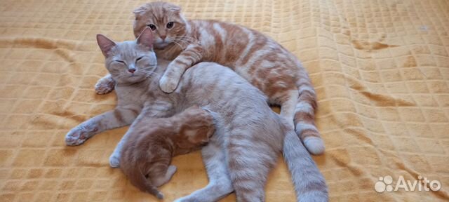 Котенок девочка рожденная от любви