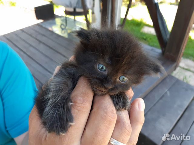 Котята-умнички в добрые руки