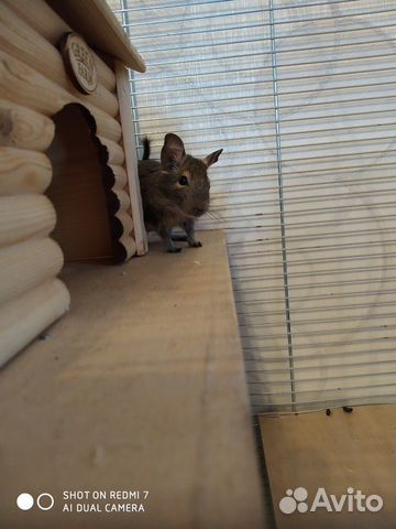 Белка дегу бесплатно