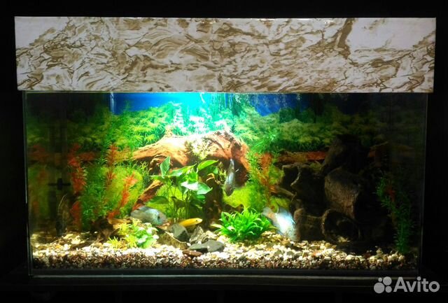 Действующий аквариум с рыбами и внешним фильтром