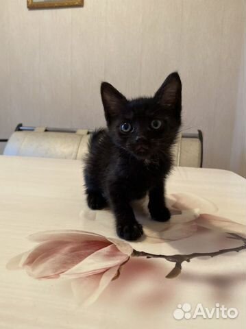 Черный котенок в добрые руки