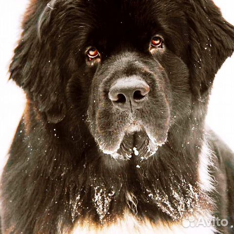 Кобель для вязки ньюфаундленд