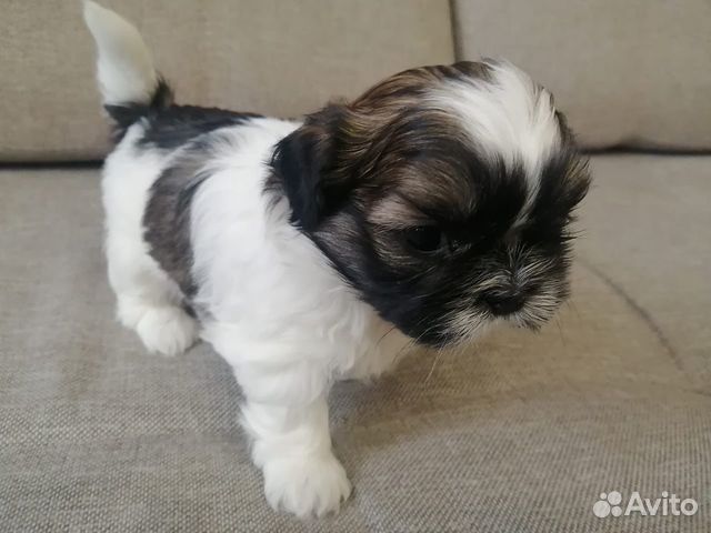Очаровательная девочка Ши-тцу, ждет своего хозяина