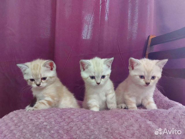 Шотландские котята прямоухие
