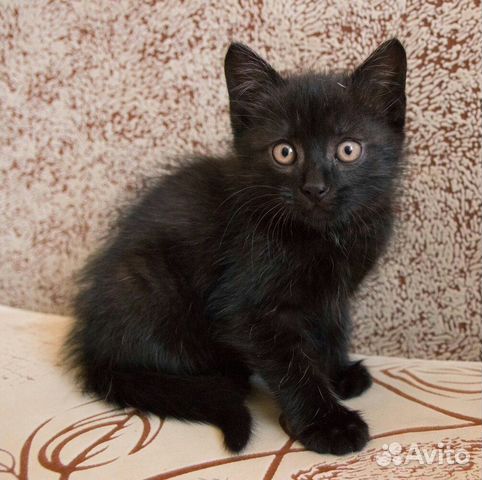 Маленький котенок Платон