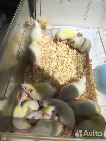 Крысы альбиносы