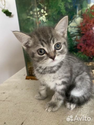Котик