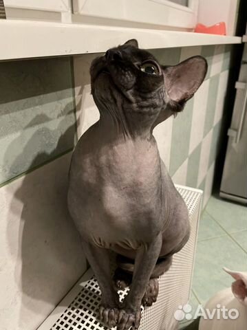 Кот сфинкс бесплатно