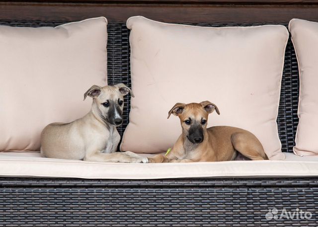 Щенки уиппета