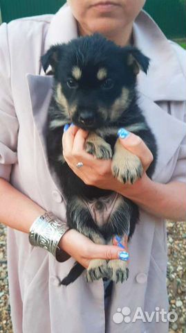 Щенок 1,5 месяца