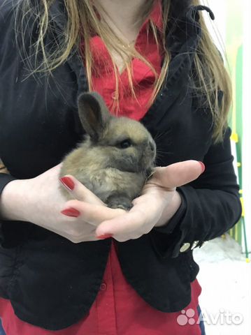 Продам крольчат