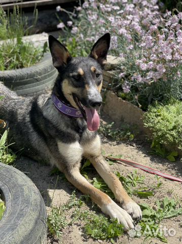 Собака ищет свою семью