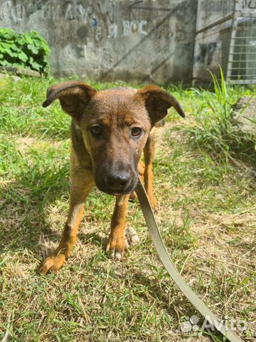 Малышка джуди ищет нежных хозяев