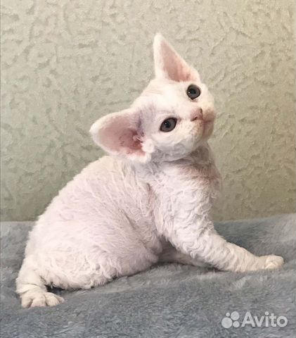 Котята Девон Рекс