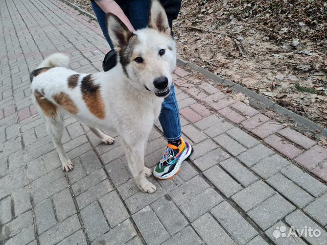 Собака)
