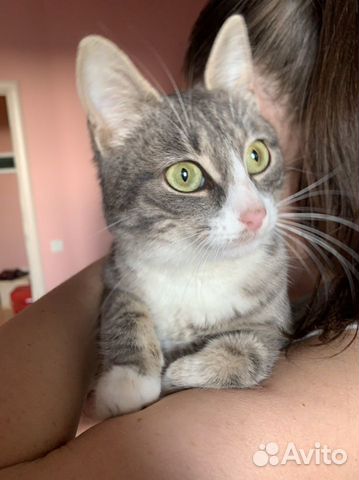 Кошка в дар