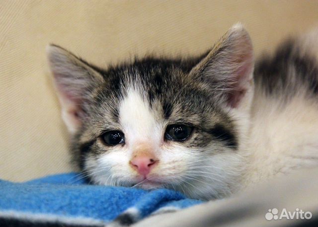 Кому счастьев дом