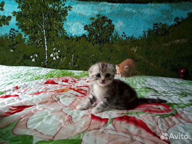 Милые котята