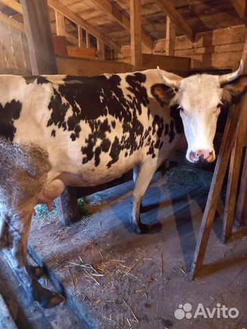Корова дойная