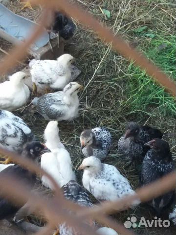 С /х Животные