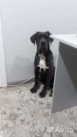 Щенки кане Корсо