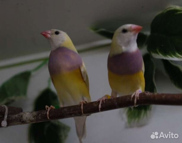 Амадины гульда