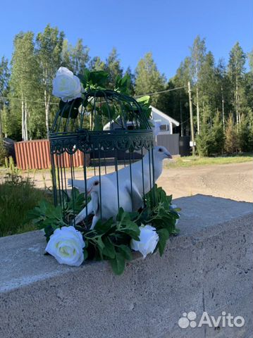 Свадебные голубь