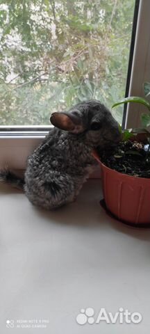 Семья шиншилл