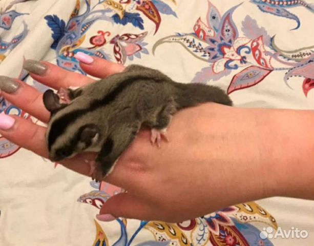 Сахарный поссум(Белка Летяга)