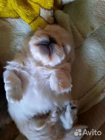 Щенки пекинеса