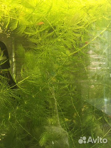 Растение аквариумное рогалистник