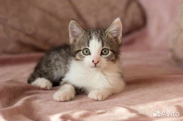 Котенок Мальчик Ласкуша в добрые руки