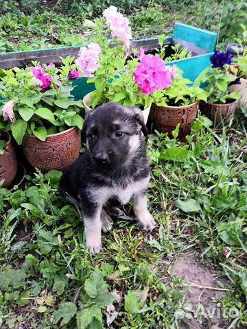 Восточно европейская овчарка. Девочка отдам в хоро