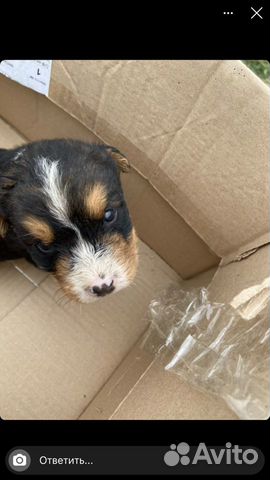 Щенок в добрые руки бесплатно