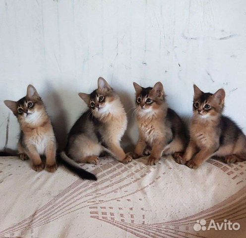 Сомалийский котик