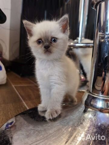 Шотландские котята