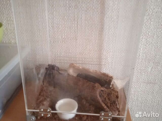 Паук птицеед