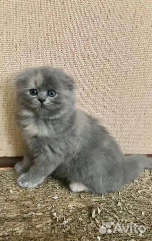 Кошка шотландская вислоухая Хайленд