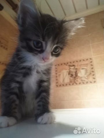 Малышка ищет дом