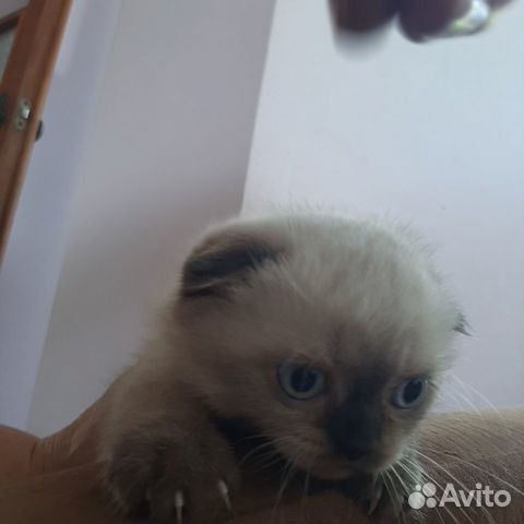 Кошки